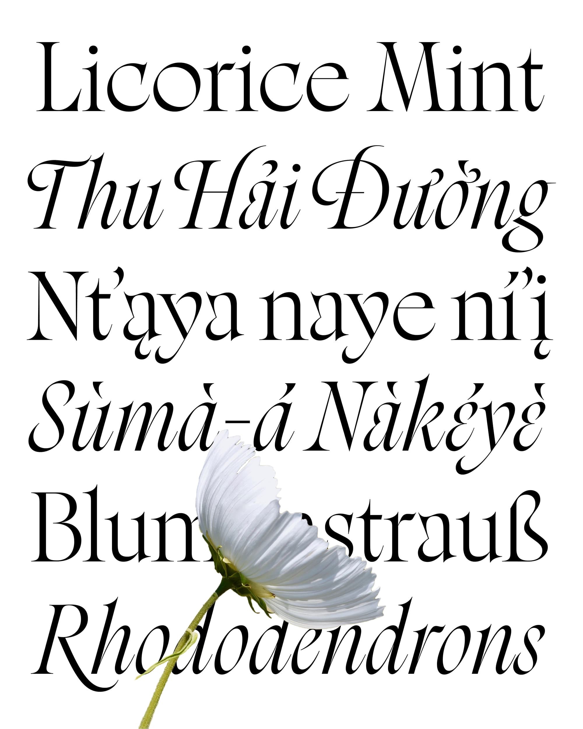 Calligraphy, Curiosity, and Craftsmanship: Examining Themes of My-Lan ...
